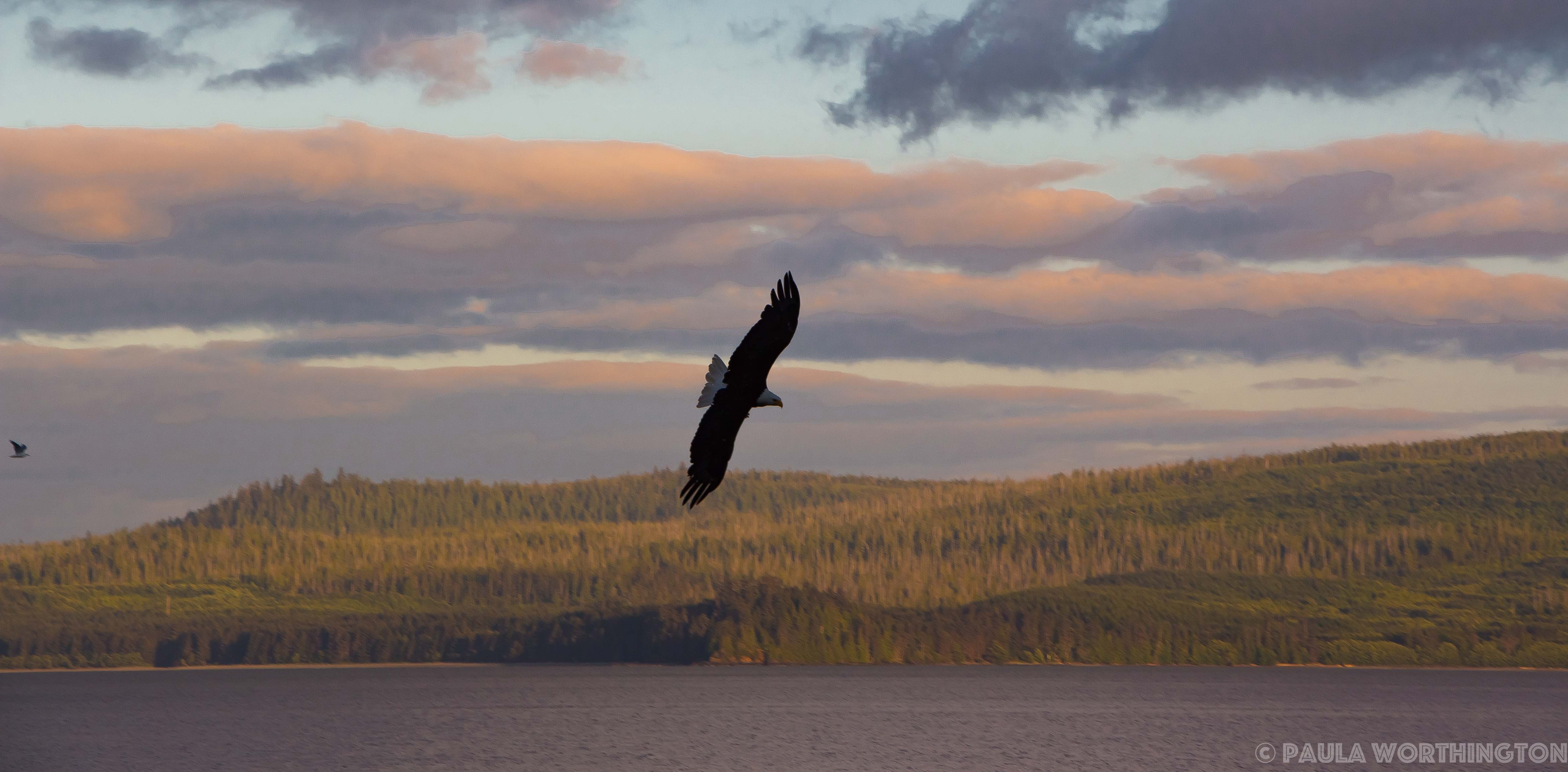 Haida Gwaii – The Galapagos of Canada? – wanders wild